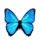 【発売日：2016年03月14日】・ブランド:Amanzi・製造元:Amanzi・製造元/メーカー部品番号:com.wThoseButterflies・For the whole family・Stack your butterflies ...