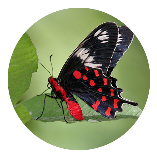Poompatta - Butterflies & Moths of Kerala - App on the Amazon Appstore