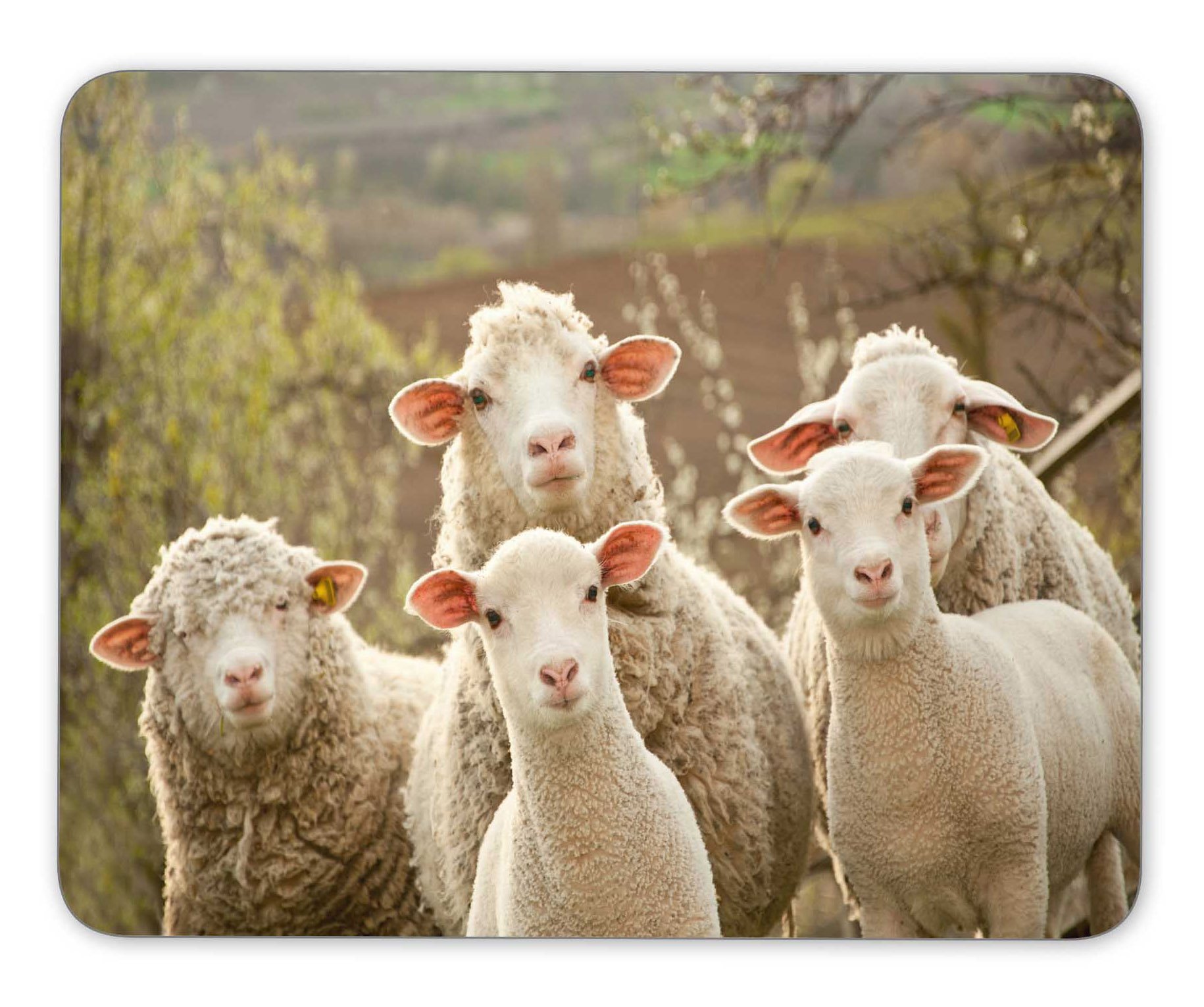 Amazon.com: ABin Sheep and Lambs on Pasture Mouse pad Gaming Mouse pad ...