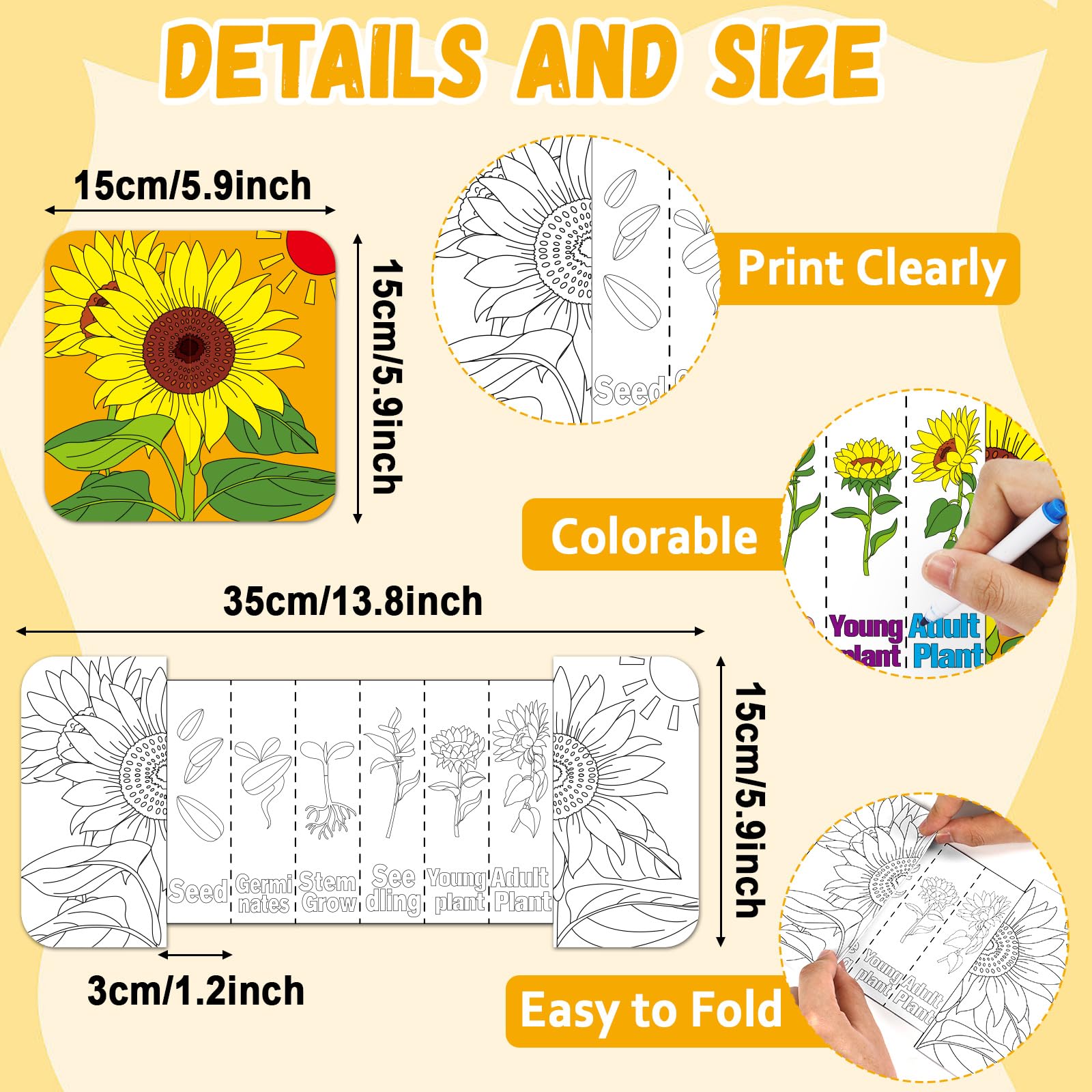 Buy Science Posters Life Cycle Bulletin Board Decoration Set Foldable ...