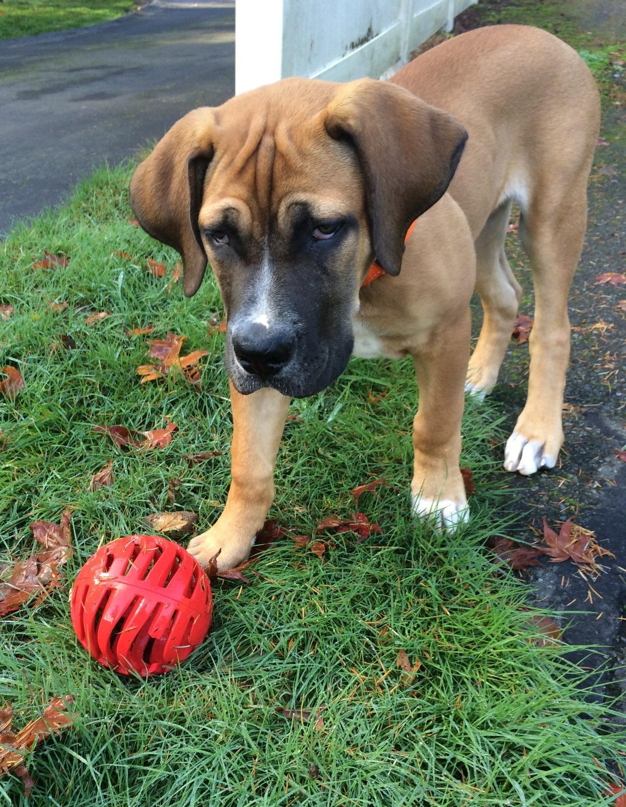 Pet Supplies : Dogzilla Dino Ball : Amazon.com