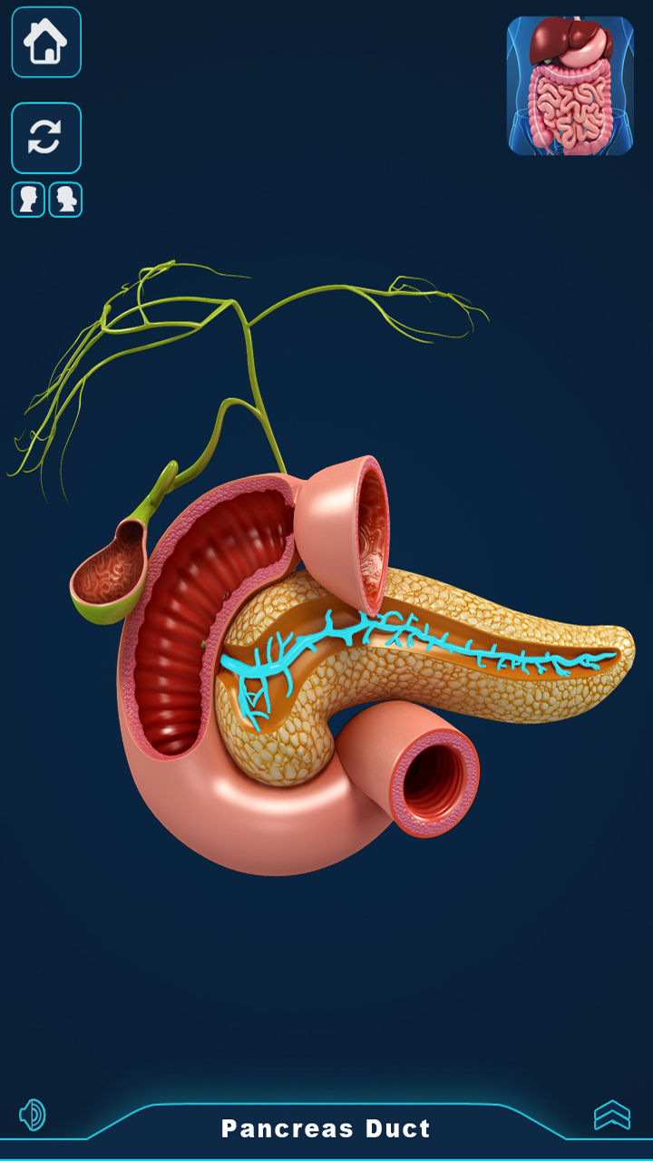 Digestive System Anatomy Pro. - App on Amazon Appstore
