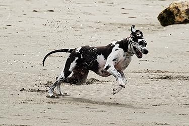 Amazon.com : Sony Alpha 9 III Mirrorless Camera with World's First Full-Frame 24.6MP Global ...