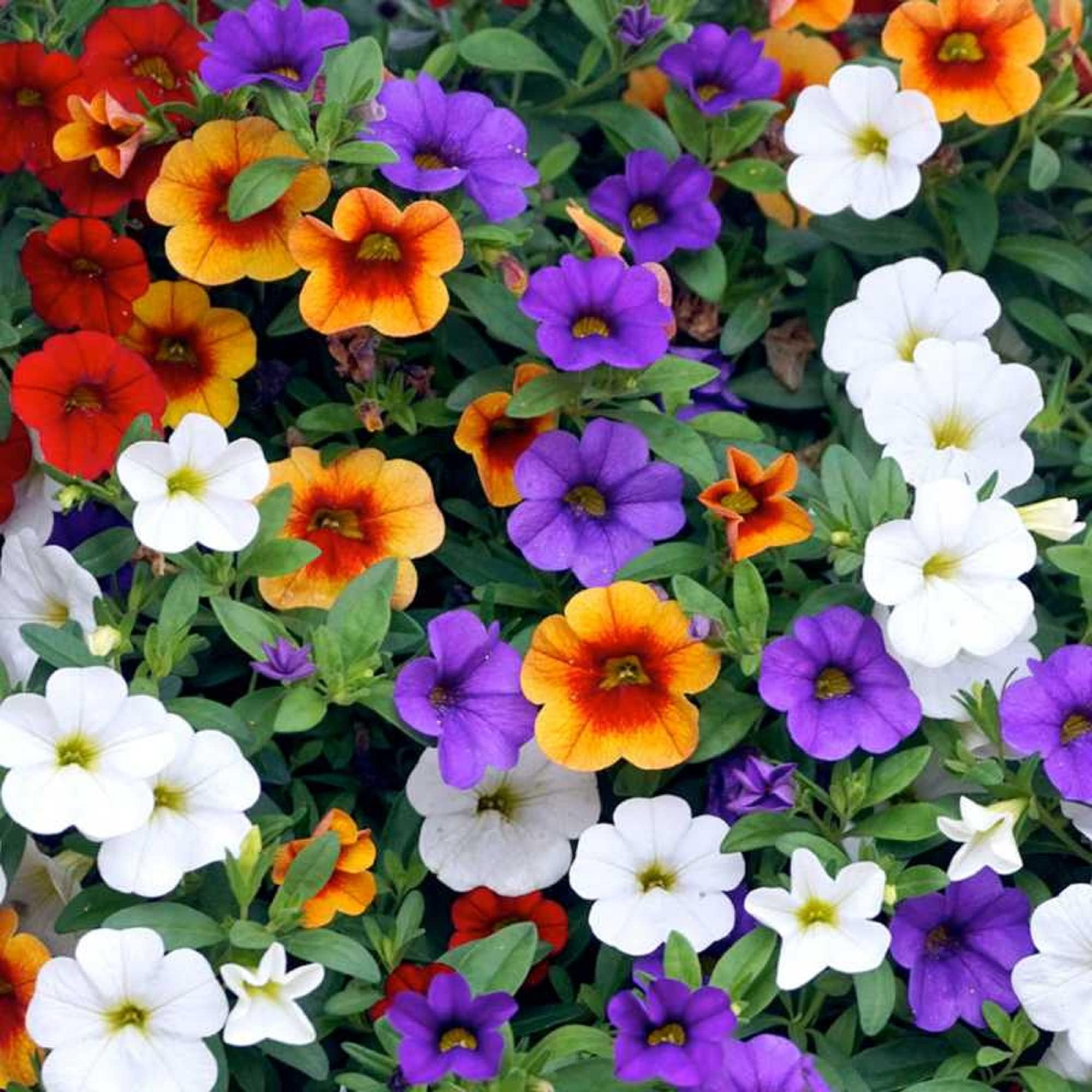 Amazon.com : CHUXAY GARDEN Mix Calibrachoa Kabloom Seed, Million Bells ...