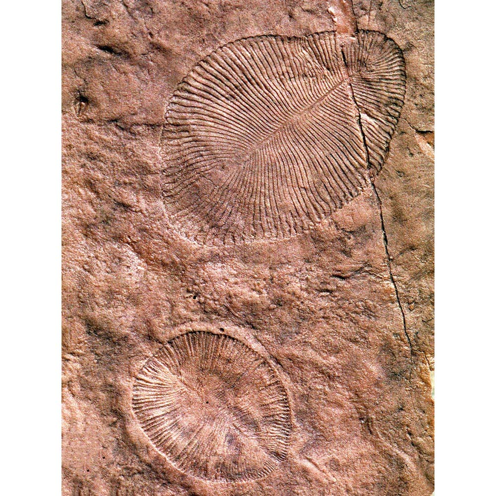 Amazon.com: Science Archeology Dickinsonia Ediacaran Biota Fossil ...