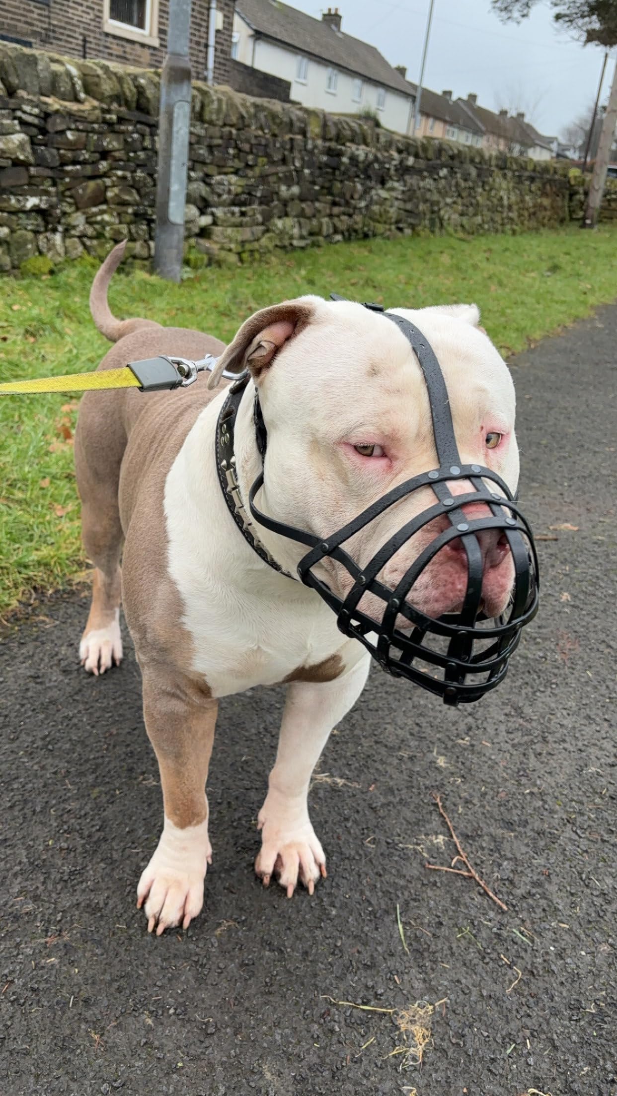 Biothane Dog Muzzle | Training & Behaviour | Strong, Waterproof Design ...