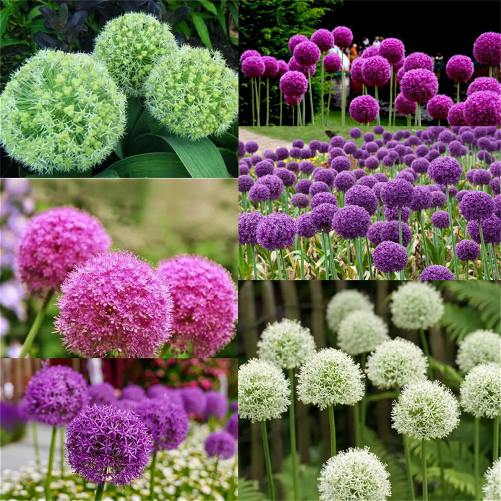 Amazon.com : Garden Plant Seed 100+ Mixed Color Giant Onion Seeds ...