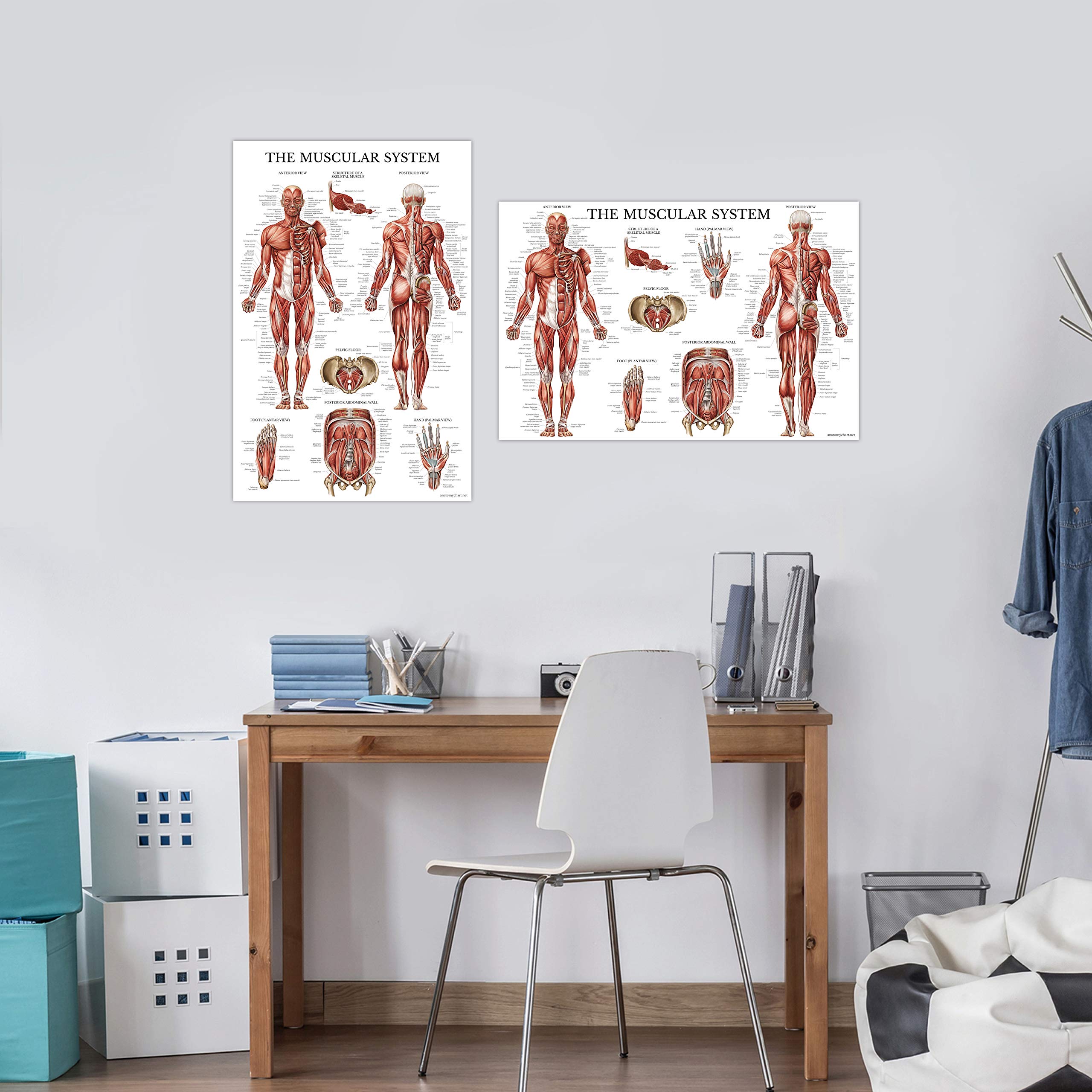 2 Pack: Periodic Table of the Elements Poster for Kids + Muscular ...