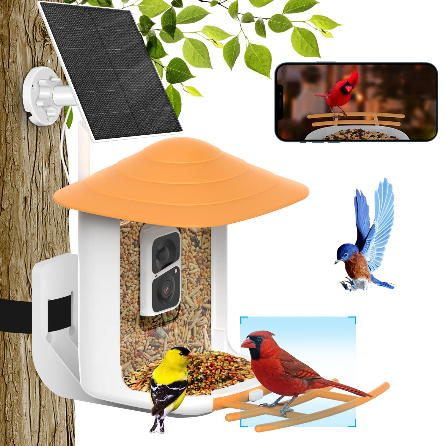 10 Best Starling Bird Feeders with Camera for Capturing Clear Footage ...