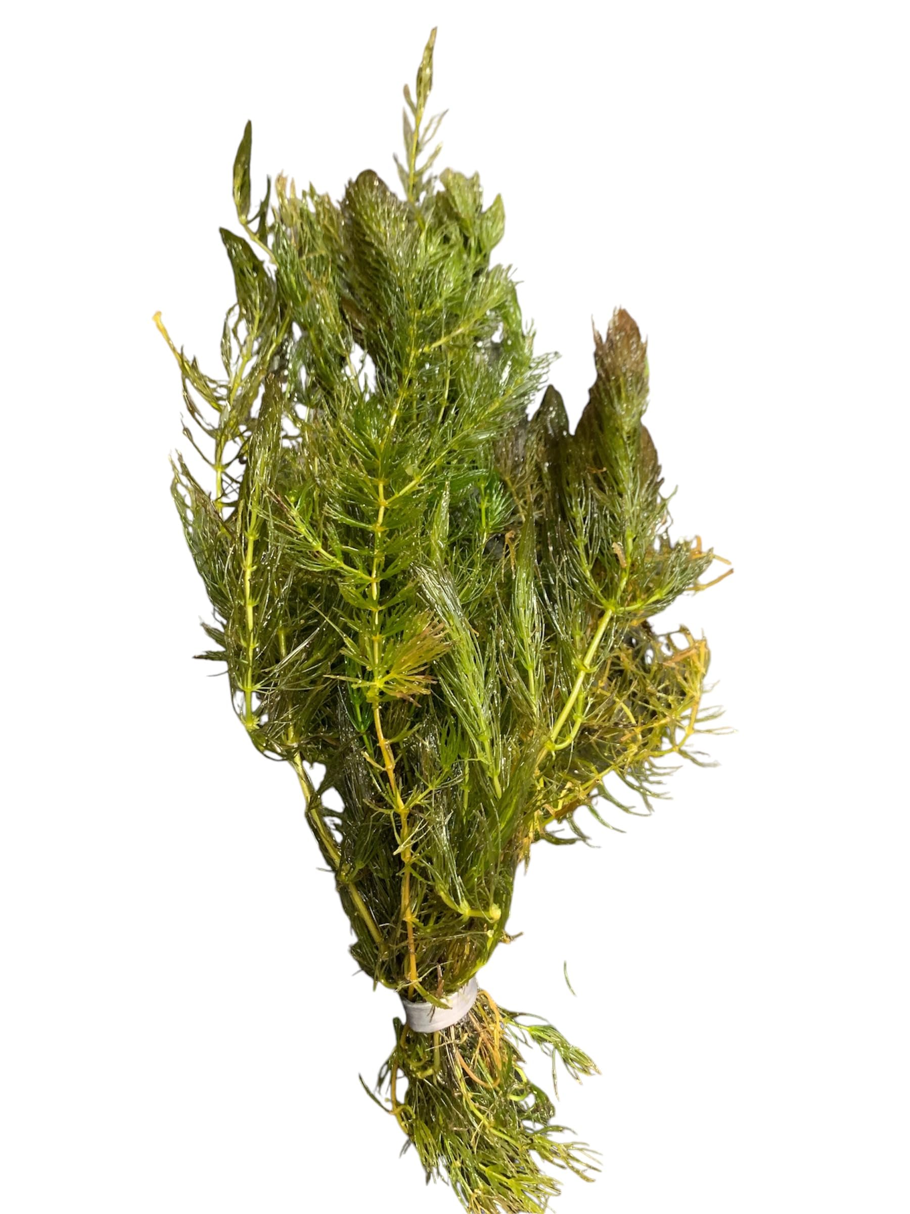 Planta De Acuario De Cerato Ceratophyllum Demersum, Planta Viva Para