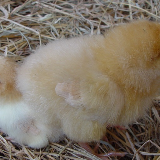 Cute Baby Chicken Wallpaper
