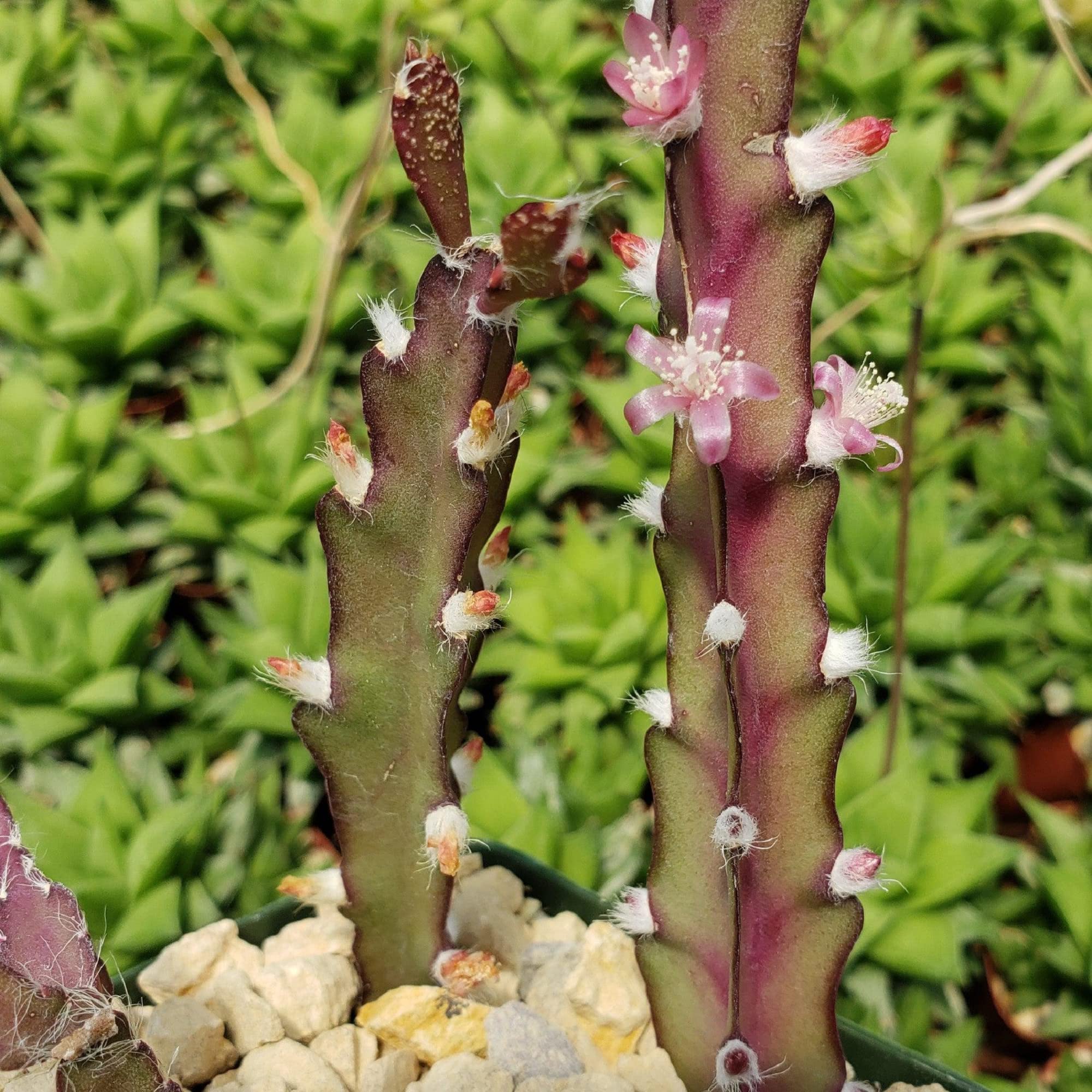 Amazon.com : CHUXAY GARDEN Hurricane Cactus Seed,Lepismium Cruciforme ...