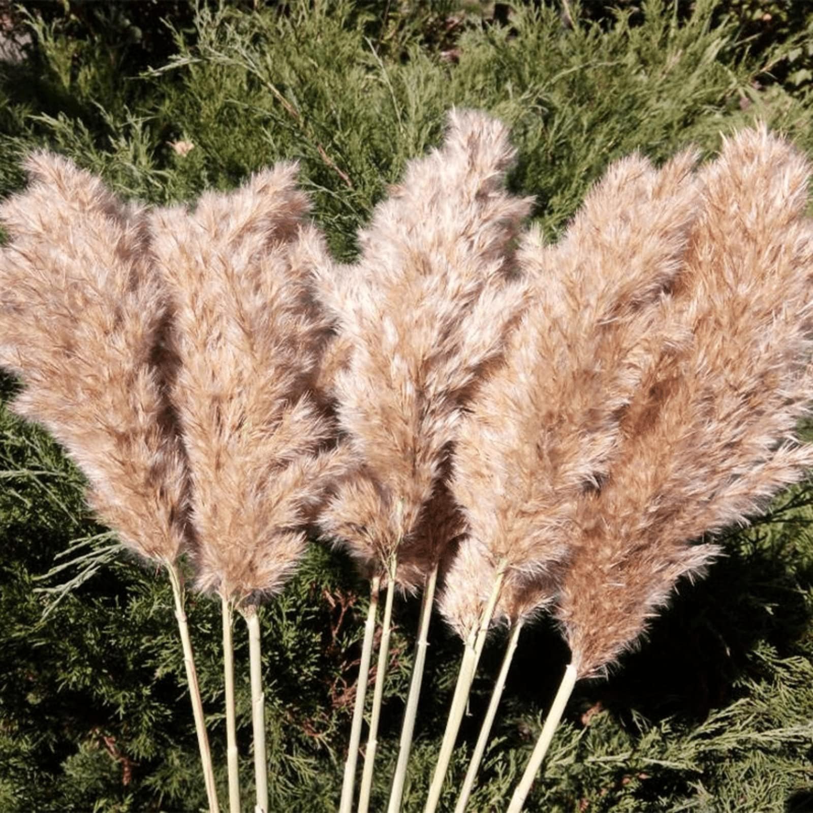 Amazon.com: Dried Pampas Grass Decor 107 pcs Boho Home Decor 17 Inch ...