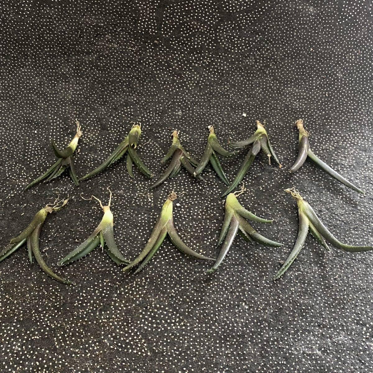 Amazon.co.jp: Mericlone Seedlings, Succulent Plants, Agave, Titanota ...