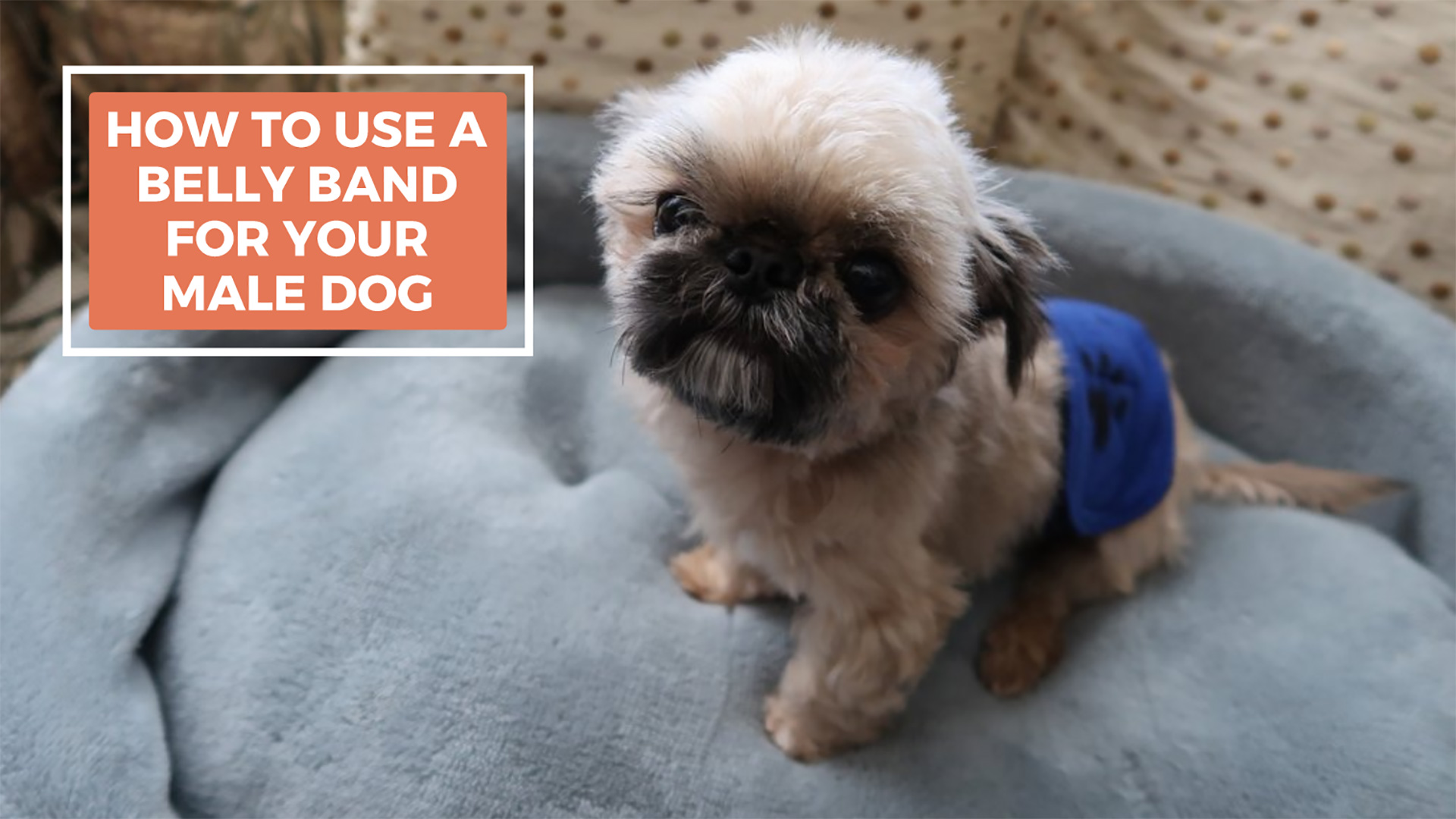 Watch How to Use a Belly Band on Your Male Dog on Amazon Live