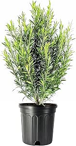 Amazon.com : Podocarpus Macrophyllus | 1 Extra Large 3 Gallon Plant | Japanese Yew | Low ...