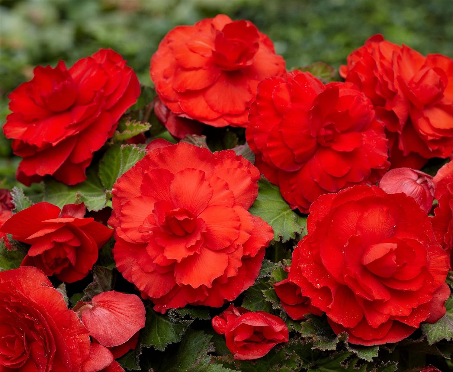 Amazon.com : Brilliant Red Flowers Superba Red Begonia Bulb : Patio ...