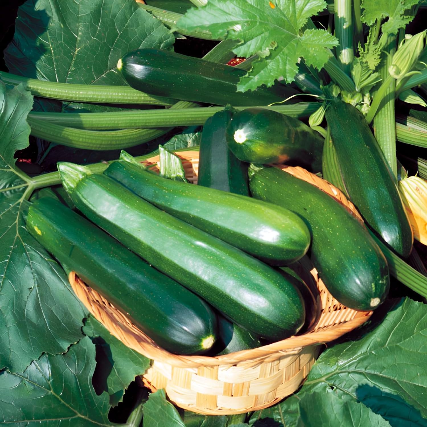 Amazon.com : 25 Black Zucchini Seeds for Gardening - Non GMO Heirloom ...
