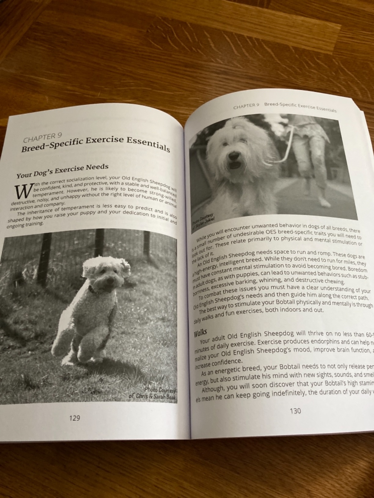 The Complete Guide to Old English Sheepdogs: Finding, Selecting ...