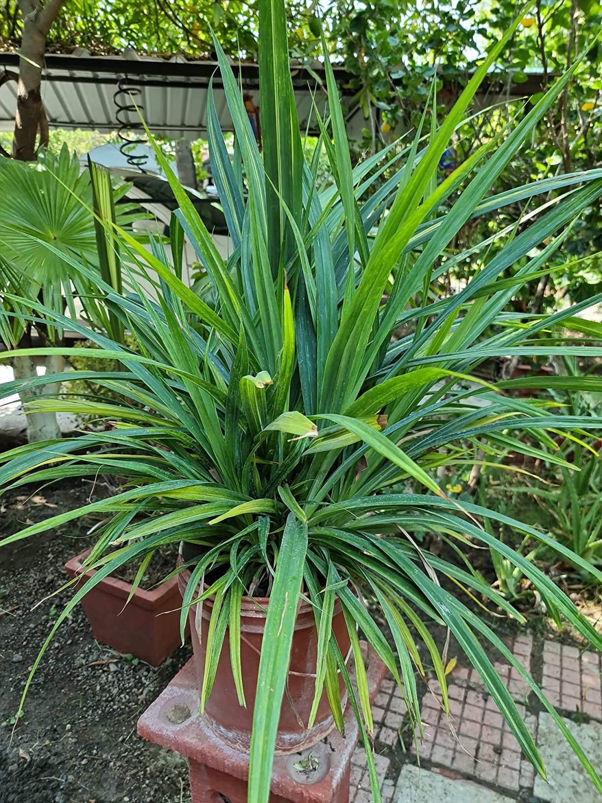 Modern Plants Live Kavada/Kevda/Kewda/Kewra/Pandanus Odoratissimus ...