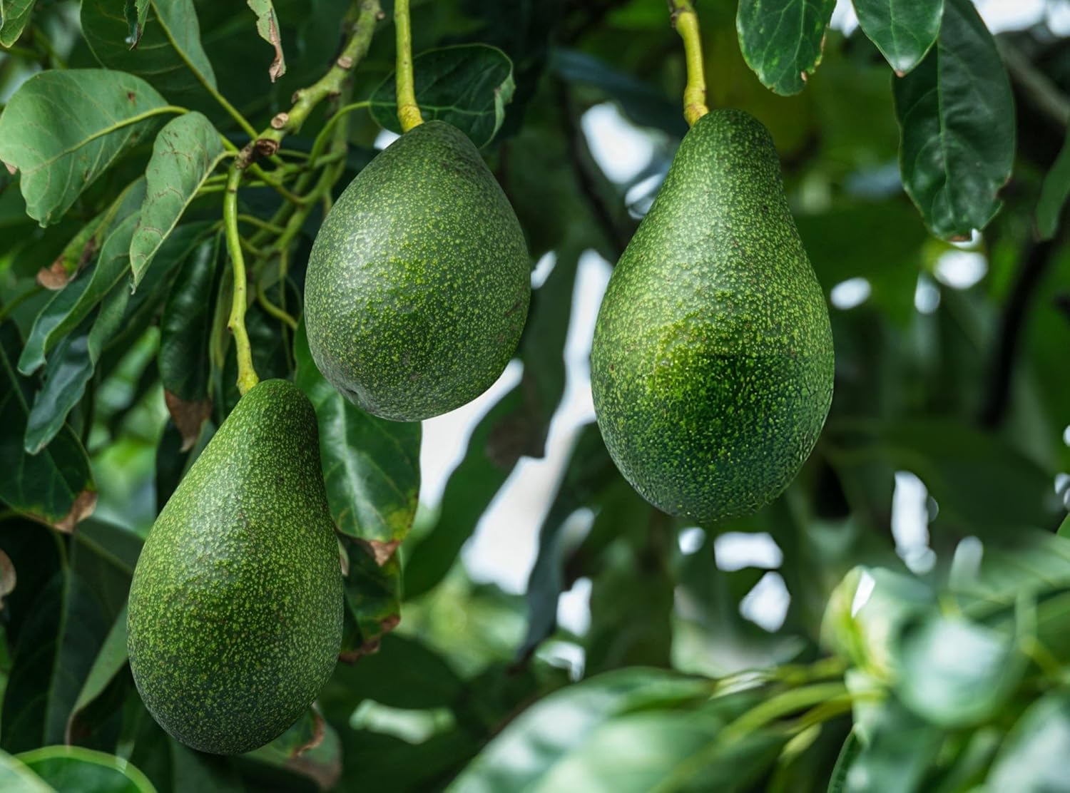 Avocado Fruit Plant Grafted (Height 1.5-2) Hybrid Variety Rare Exotic ...