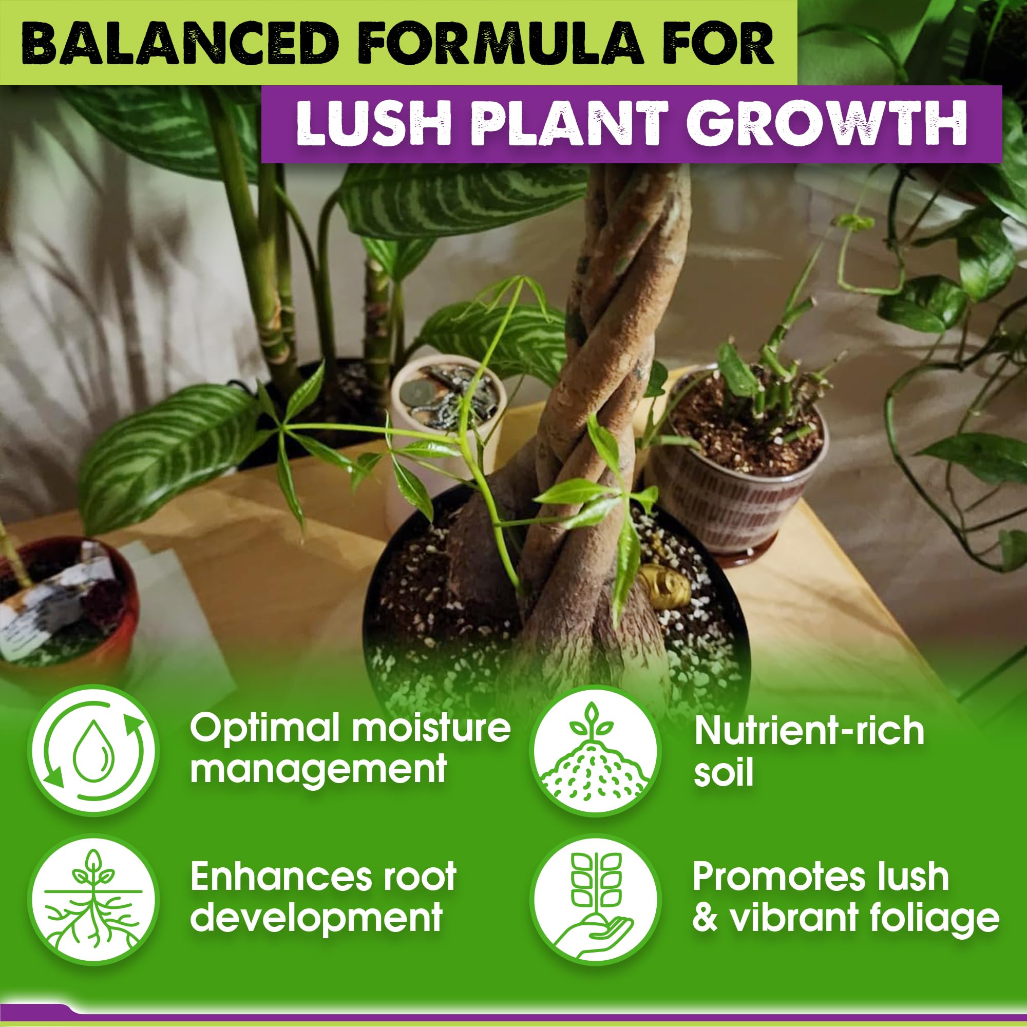 Snapklik.com : DUSPRO Recycle Money Tree Soil Indoor, Premium Coco Coir ...