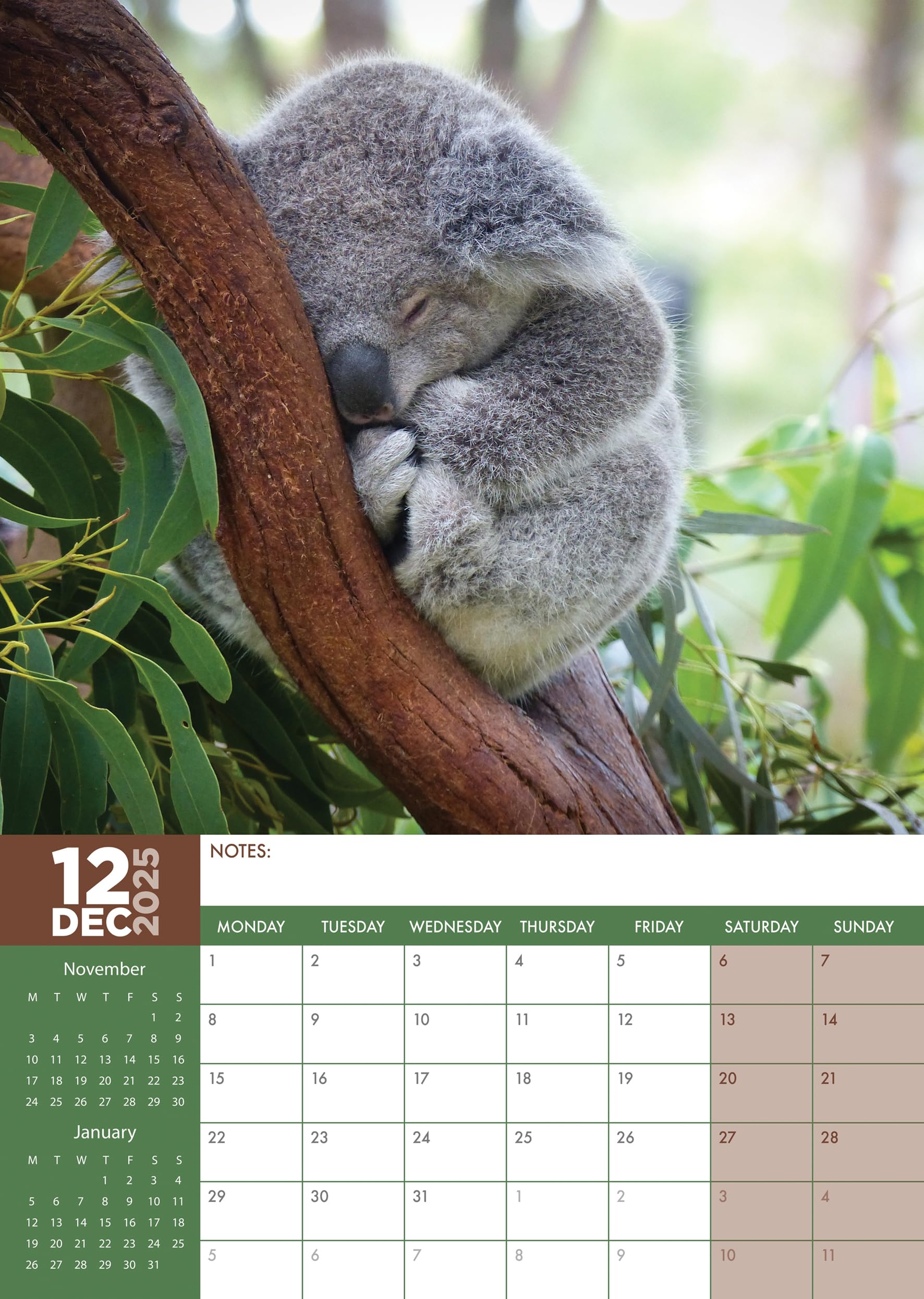 Koalas 2025 – A3 Size Wirobound Calendar – BigaMart