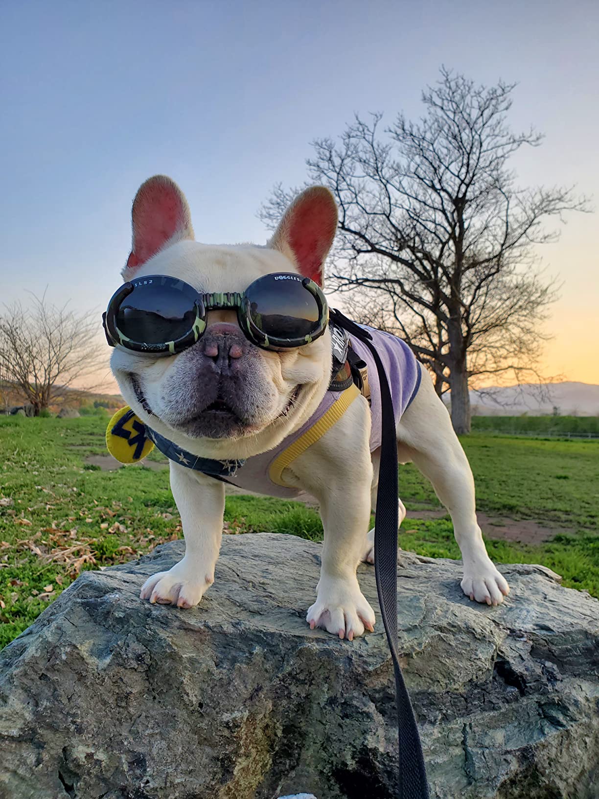 Amazon | Doggles ILS UVカット ポリカーボネート クローム S | doggles | サングラス 通販