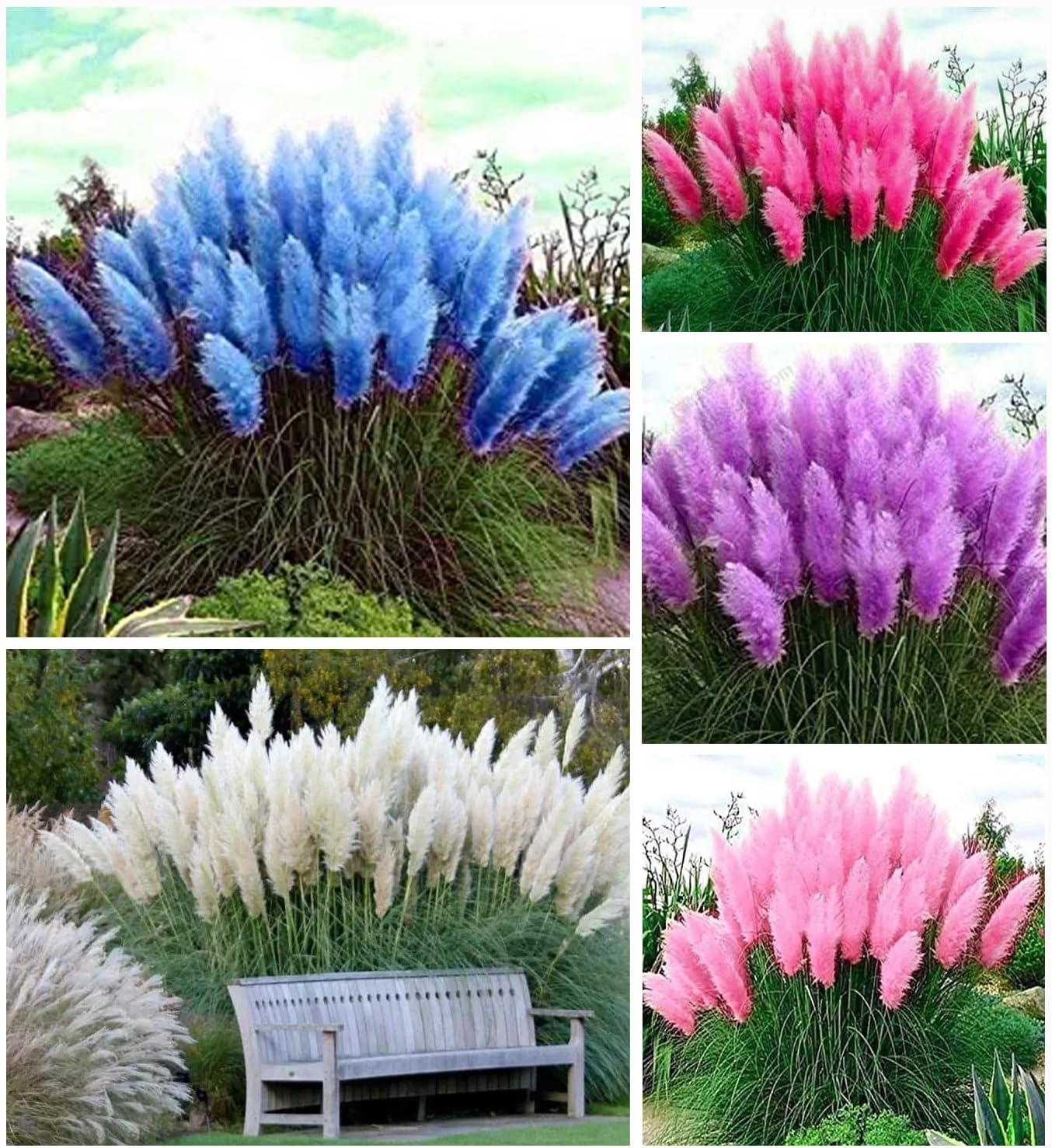 Amazon.com : 100+ Pcs Mix Pampas Grass Seeds Heirloom Ornamental Grass ...