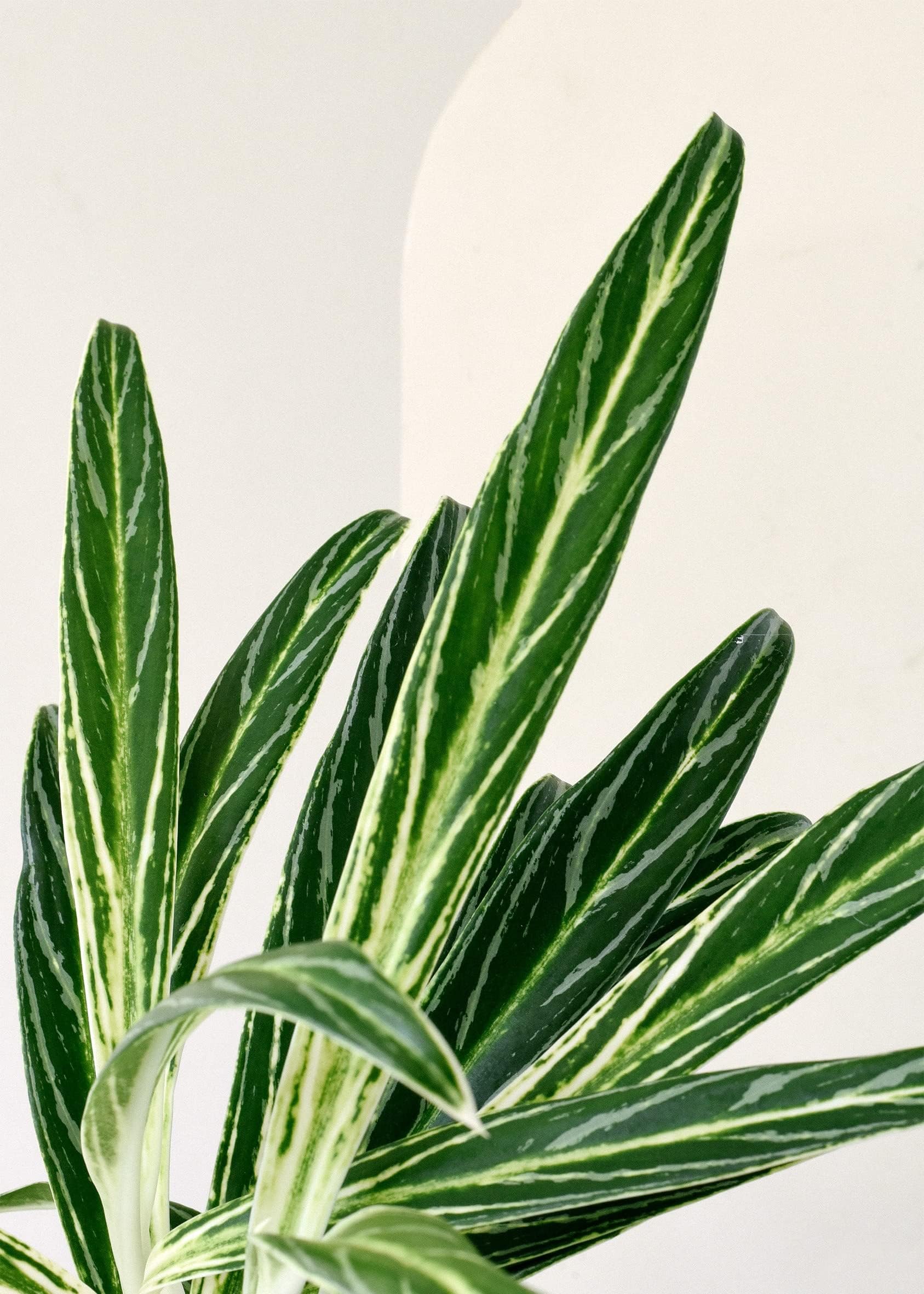 Little Jungle Aglonema (Cutlass Variegated) : Amazon.in: Garden & Outdoors