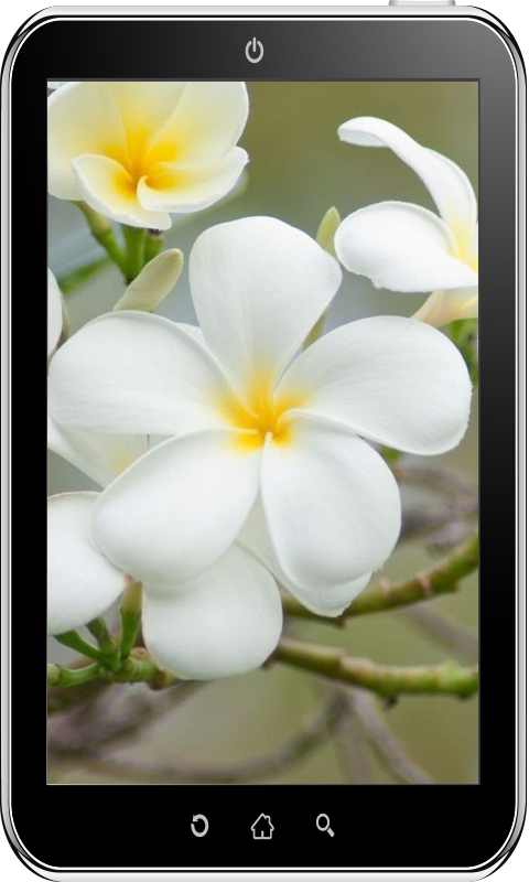 Flowers Wallpaper HD:www.amazon.com:Appstore for Android