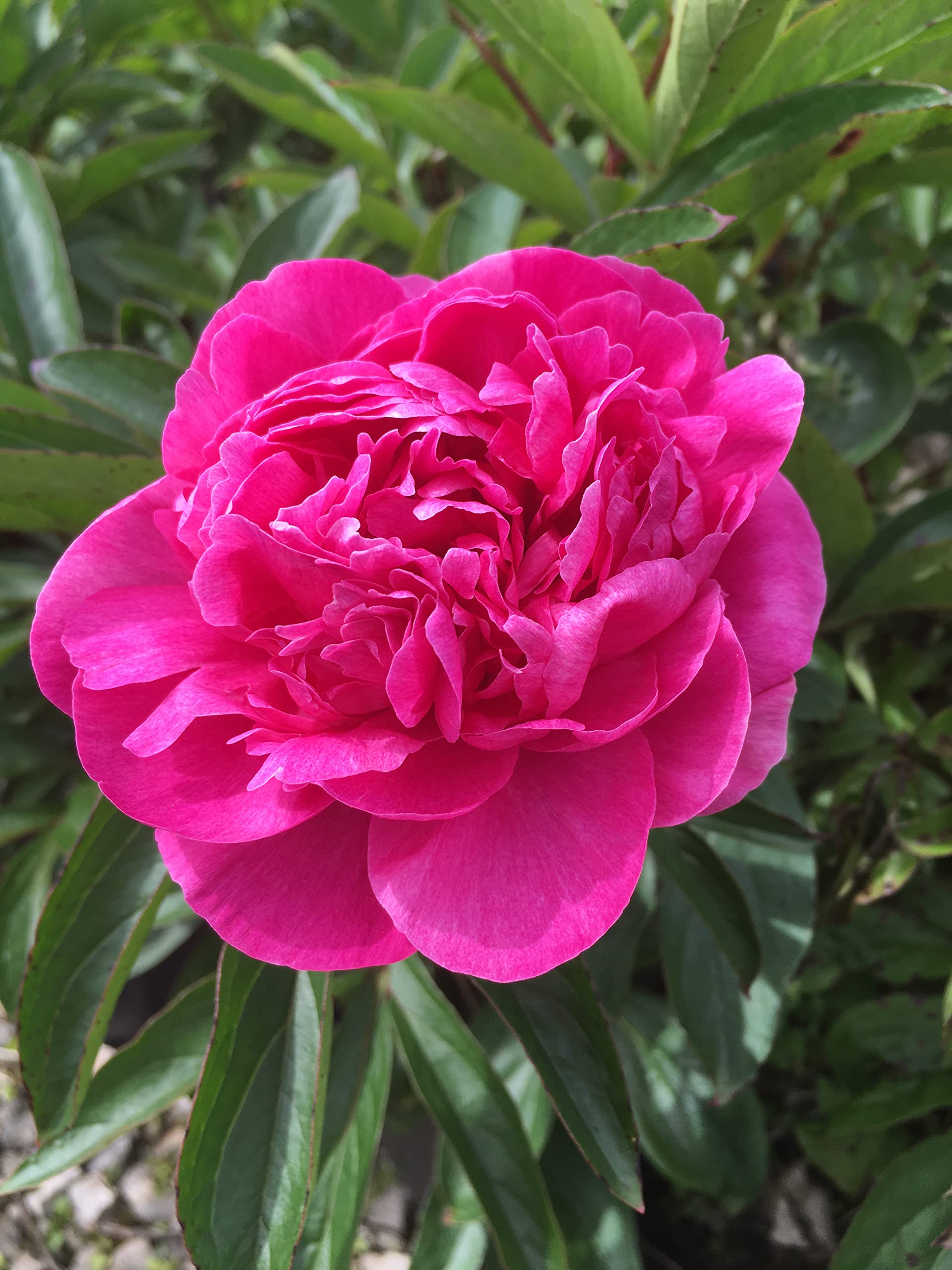 Paeonia Karl Rosenfield