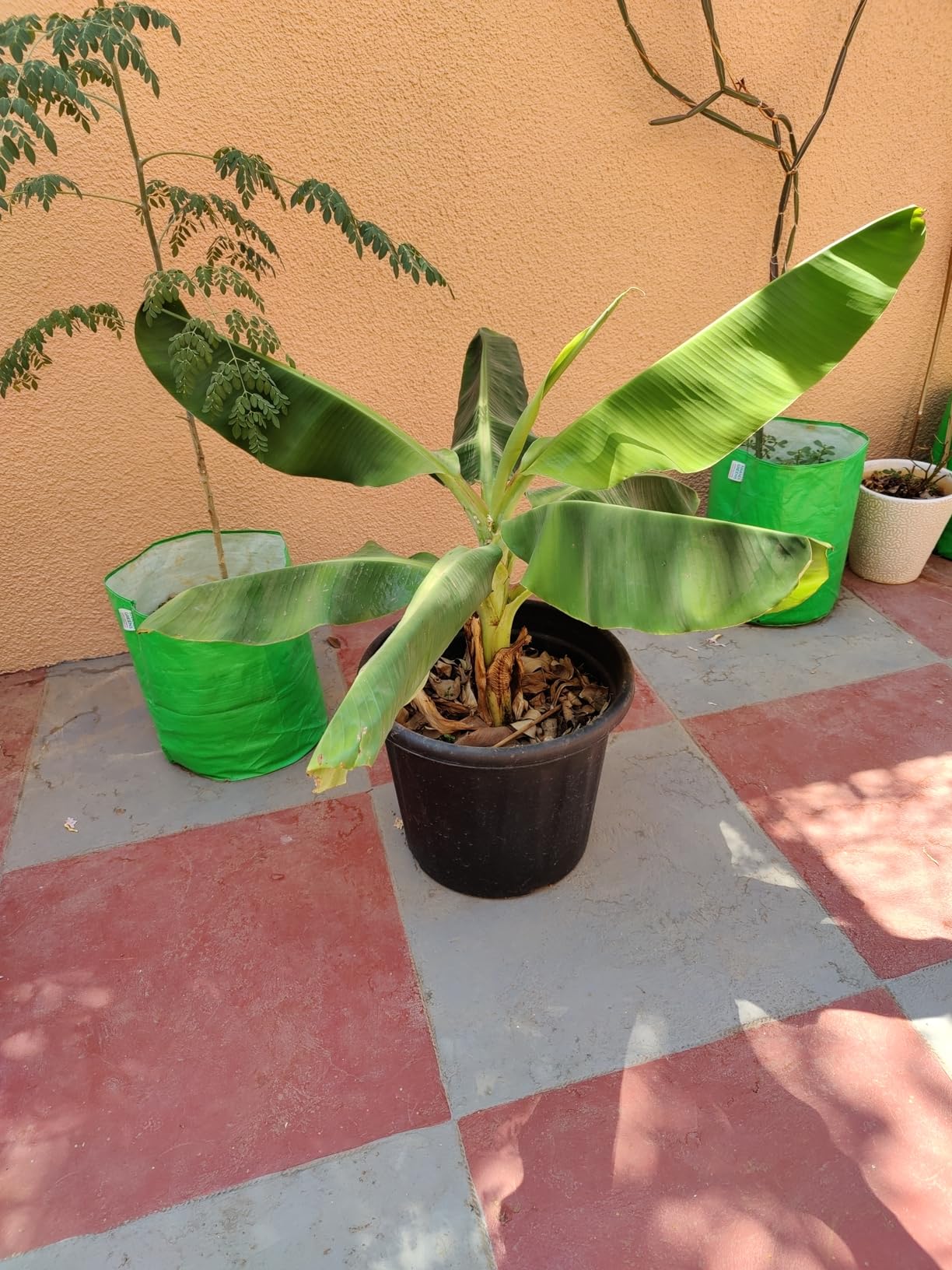 PlantaZee Variety/Elakki/Yellow Sweet Fruit Banana Live Plant/Not ...