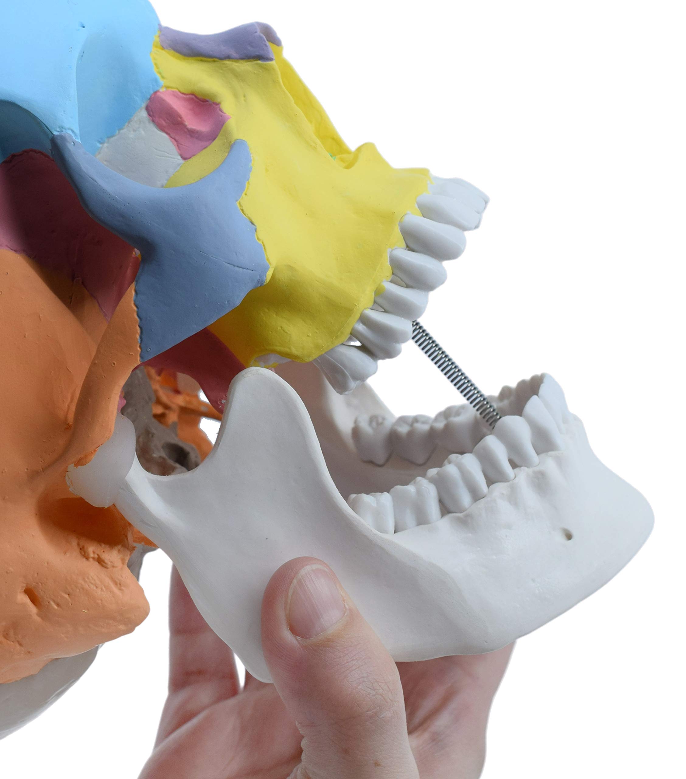Life Size Skull Model Life-Size 3-Part Human Skull Model - 9 ...