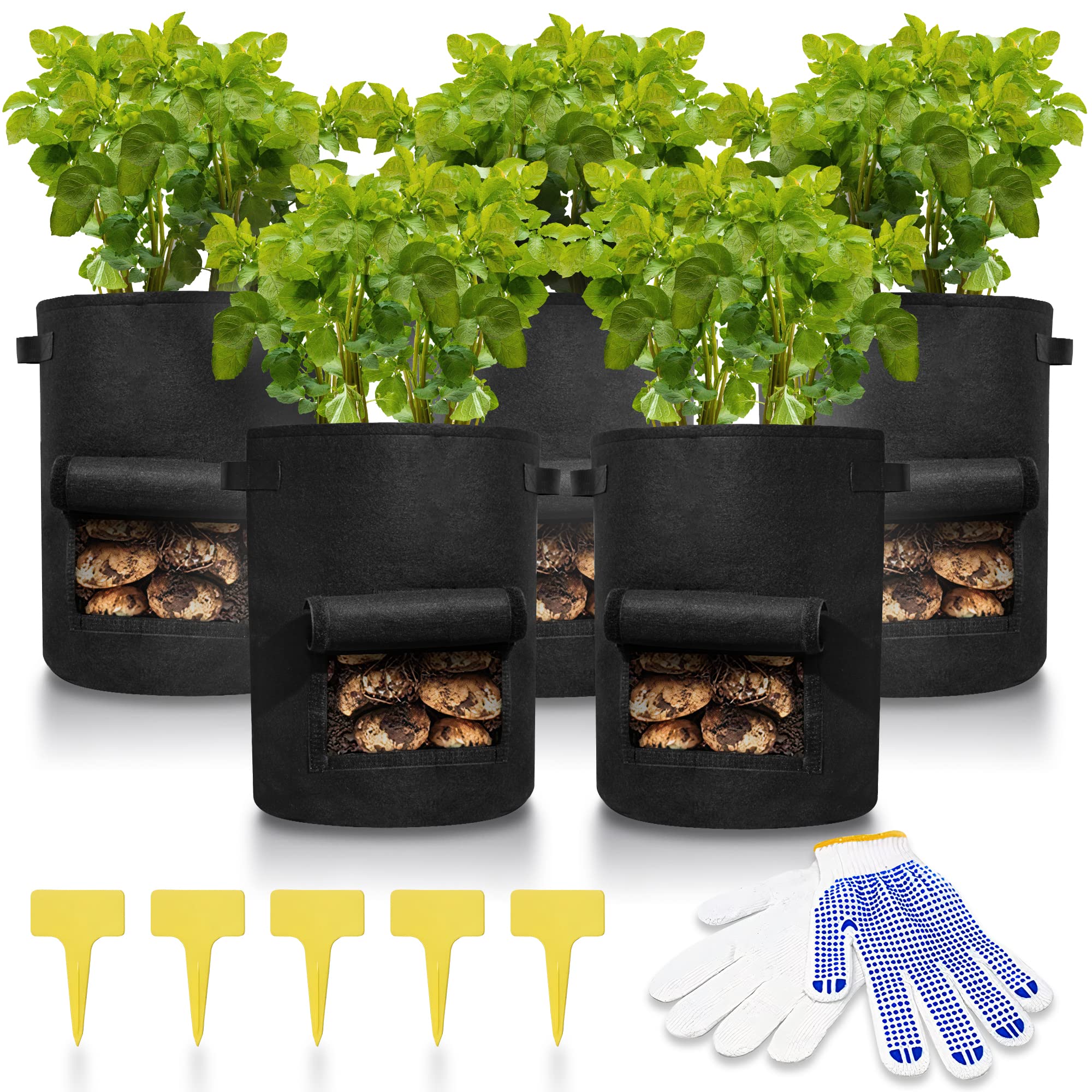 Potato Plants In Containers