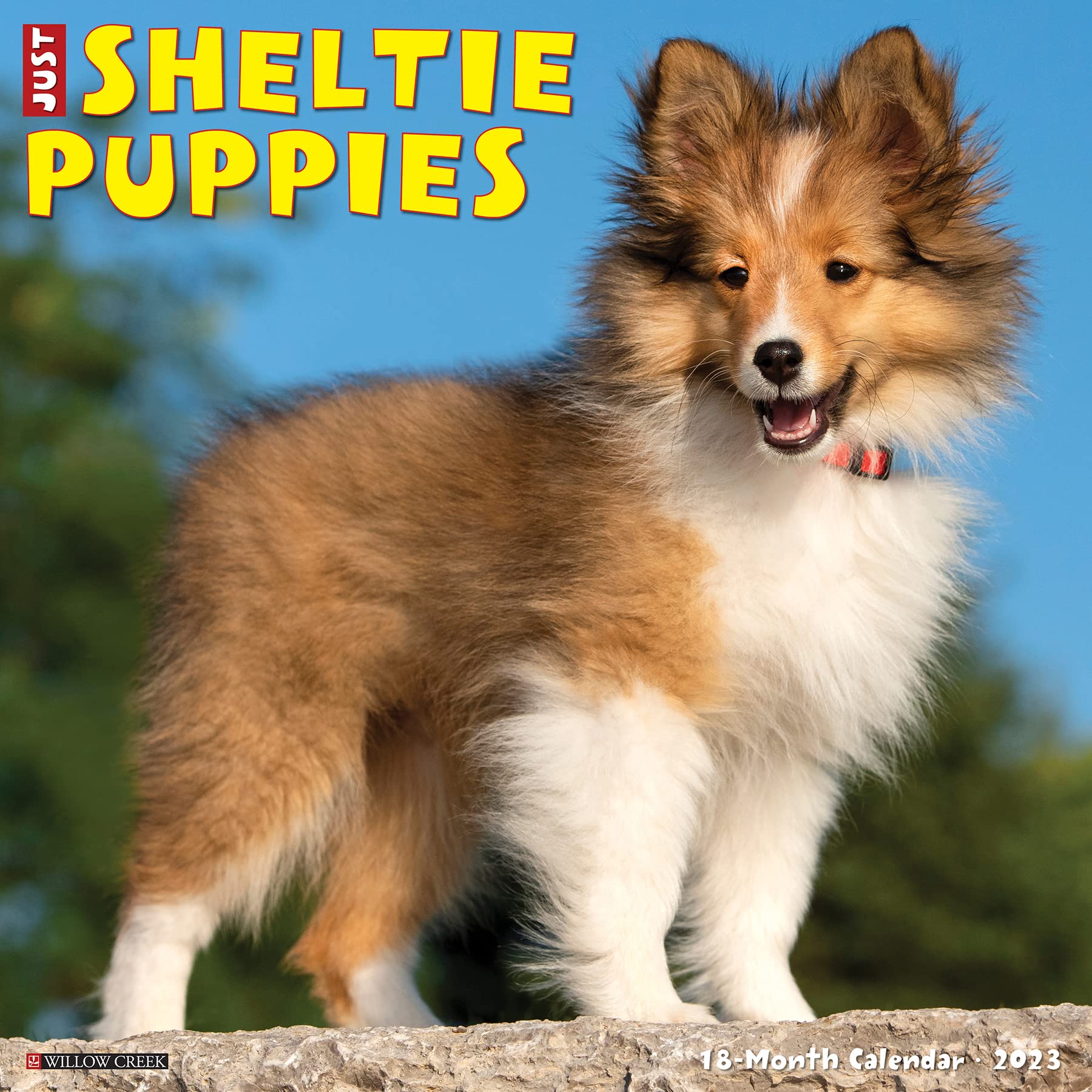How Much Do Sheltie Puppies Cost