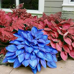 Perennial,Rare and Beautiful Hosta Bulbs in Bulk,Professional Planting ...
