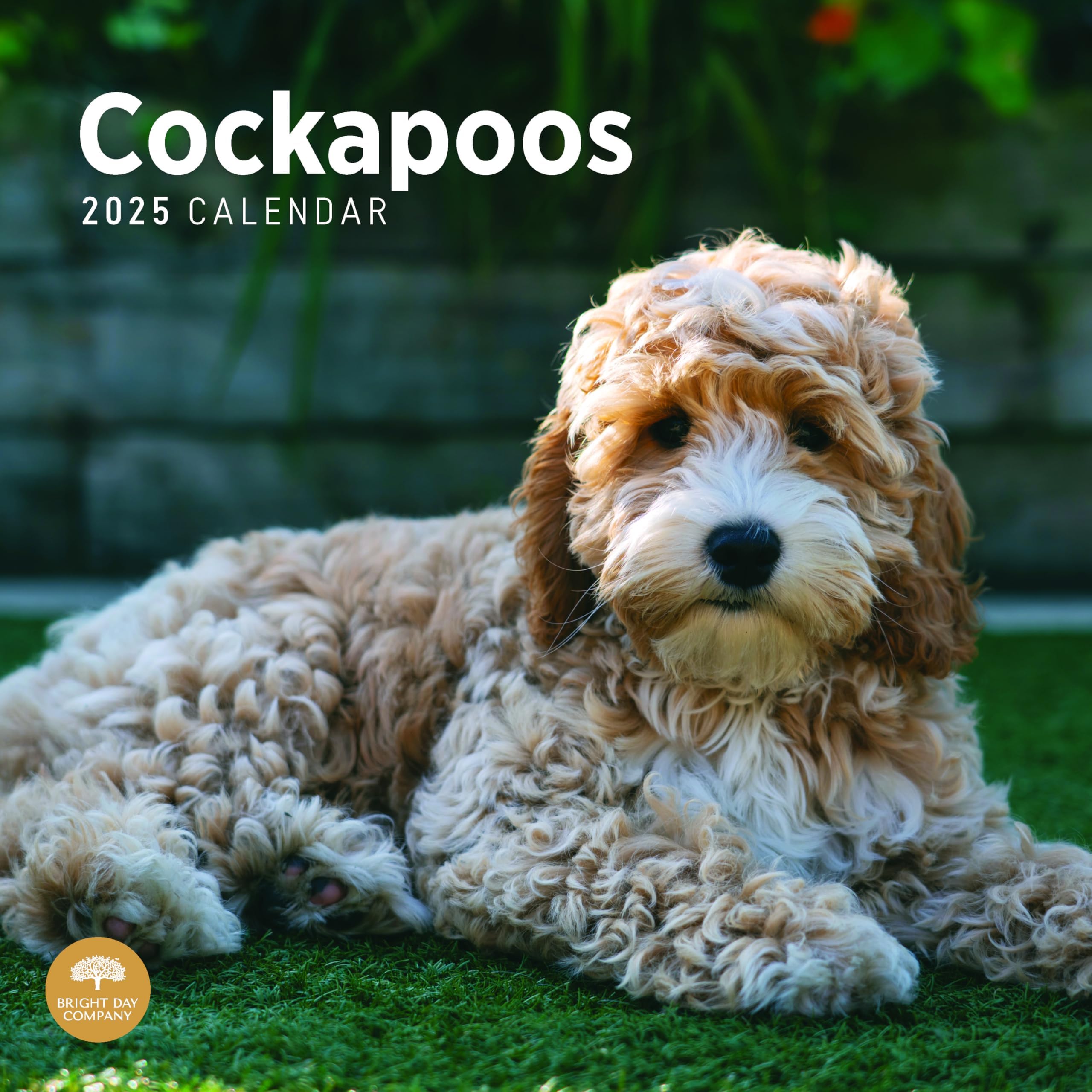Amazon.com : 2024 2025 Cockapoo Calendar - Dog Breed Monthly Wall ...