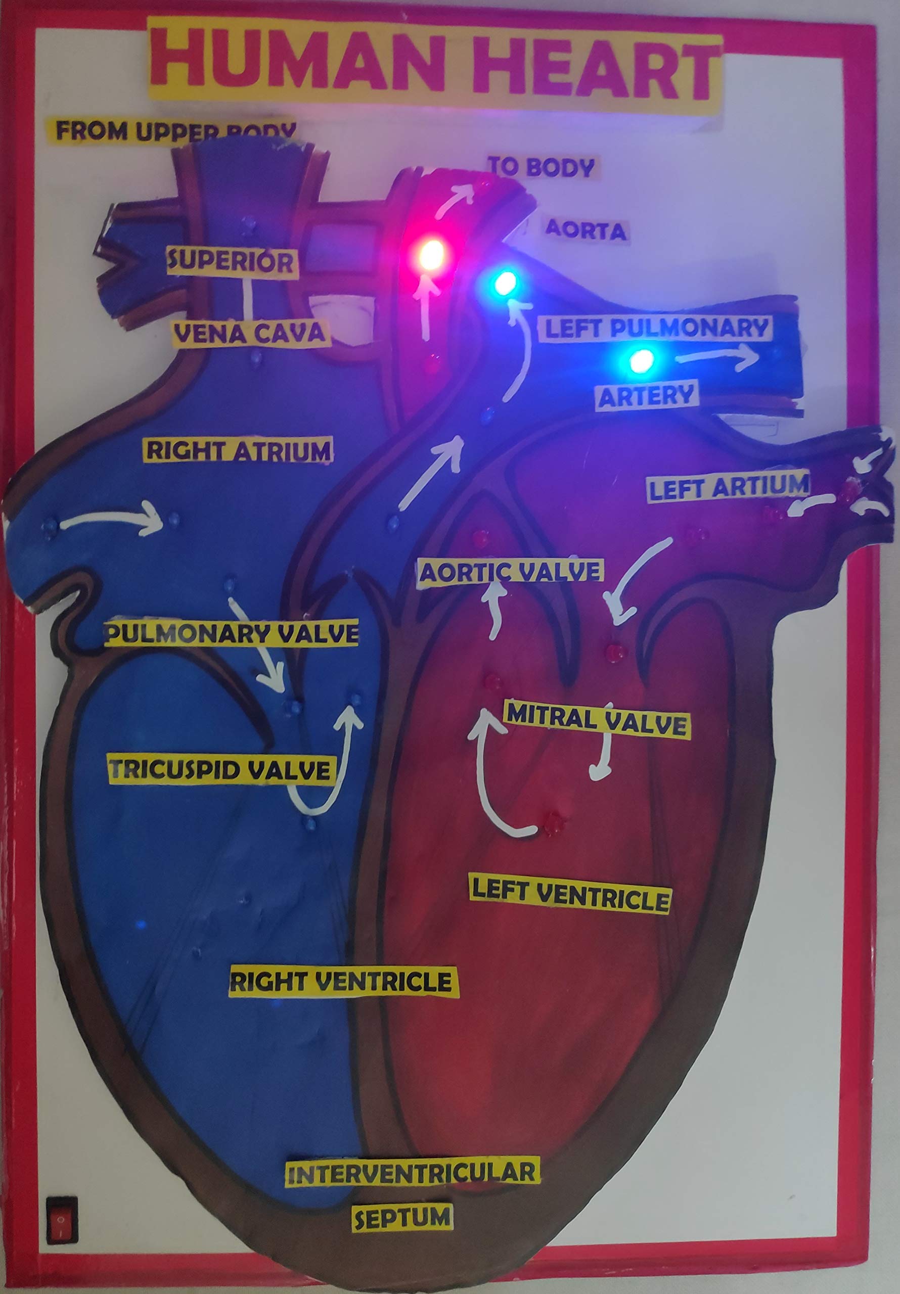 Science Project Human Heart