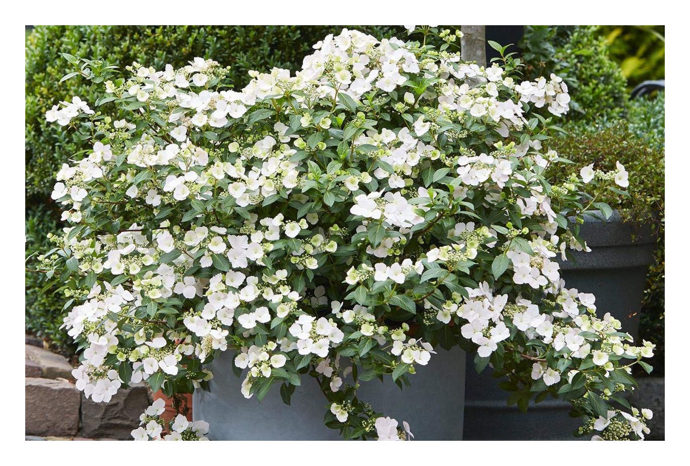 Hydrangea Runaway Bride - Garland Hydrangea - Plant in 2 L Pot : Amazon ...