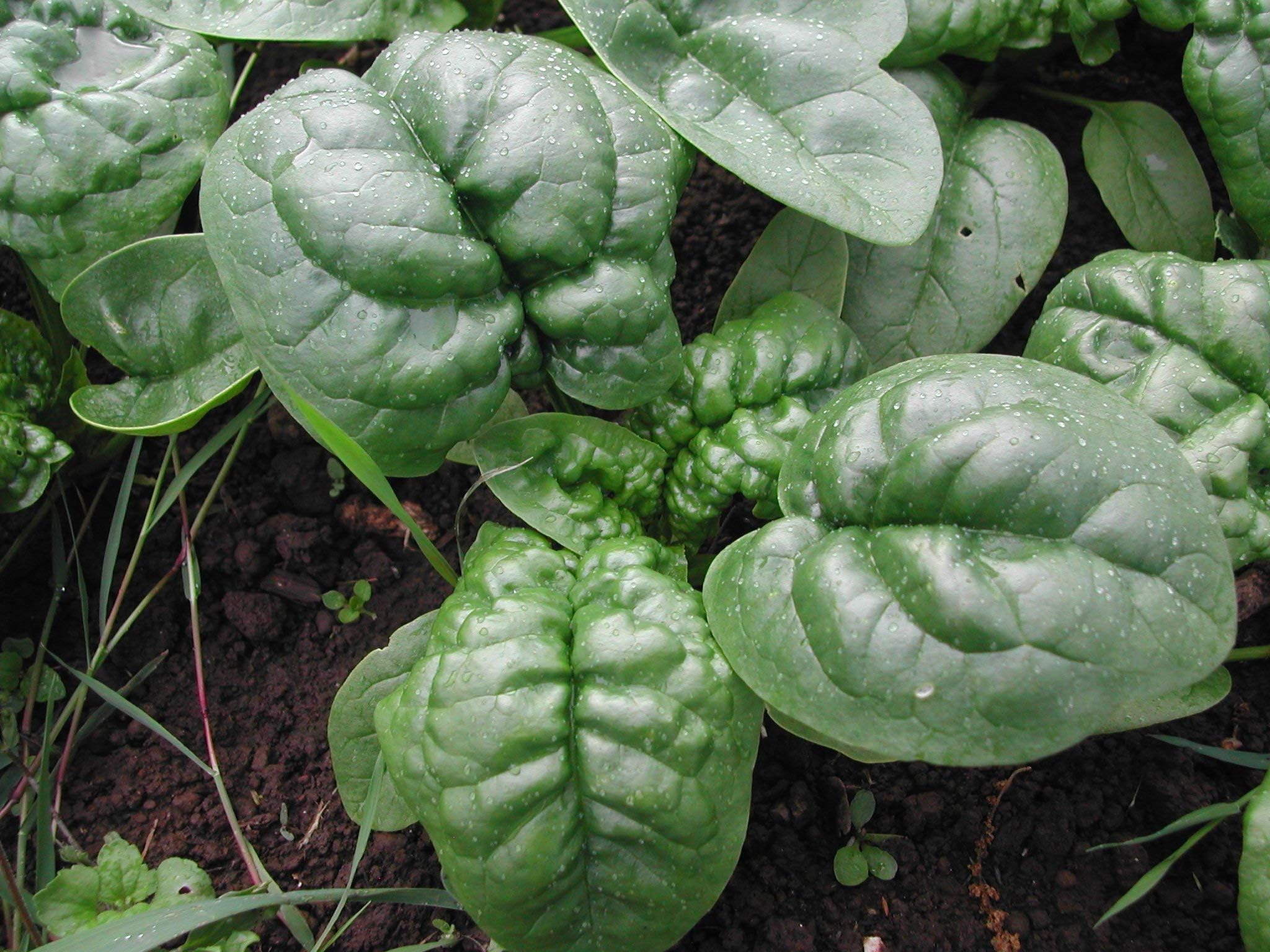 Amazon.com : 300 Bloomsdale Long Standing Spinach Seeds Heirloom Non ...