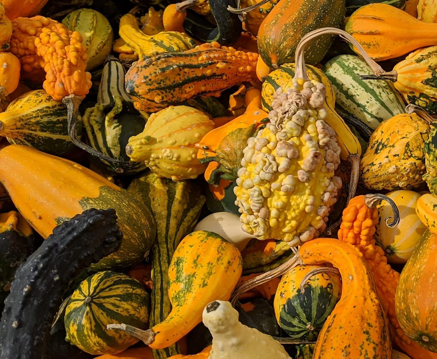 Amazon.com : “Small Warted and Winged Mix” Gourd Seeds – 10+ Mixed ...