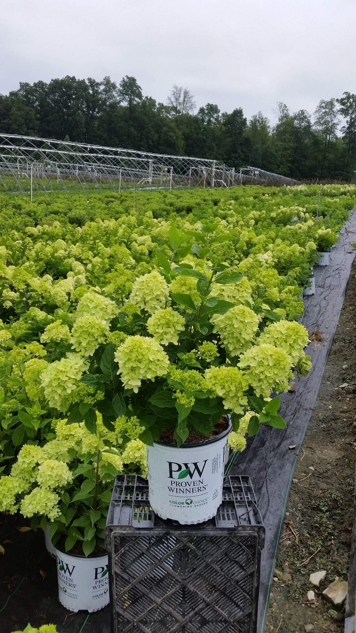 Amazon.com : Hydrangea Nikko Blue | 1 Extra Large 3 Gallon Plant ...