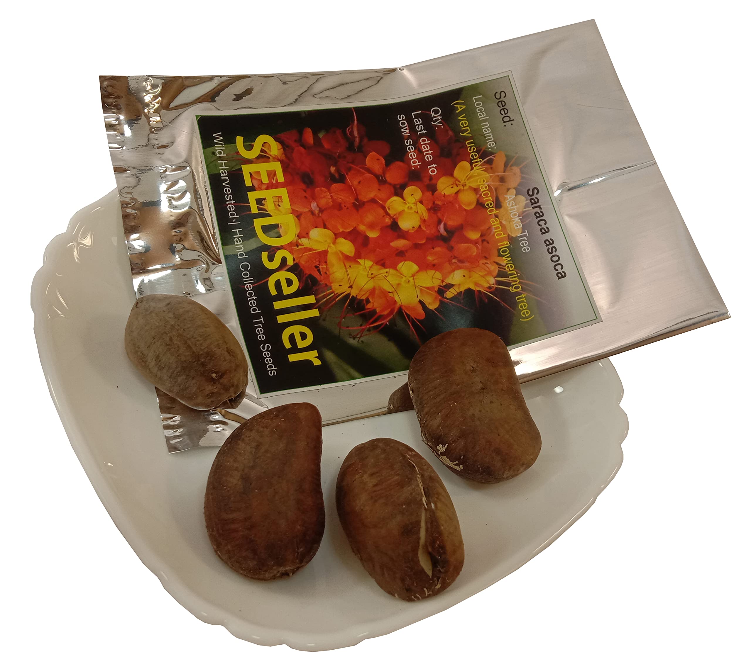 Ashoka Tree Seeds