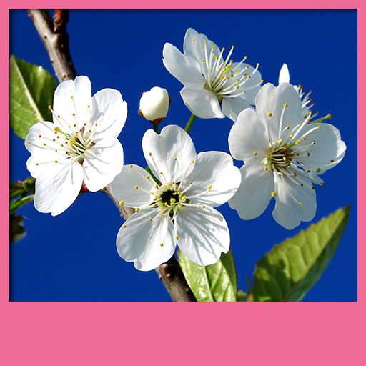 Spring Live Wallpapers - App on the Amazon Appstore