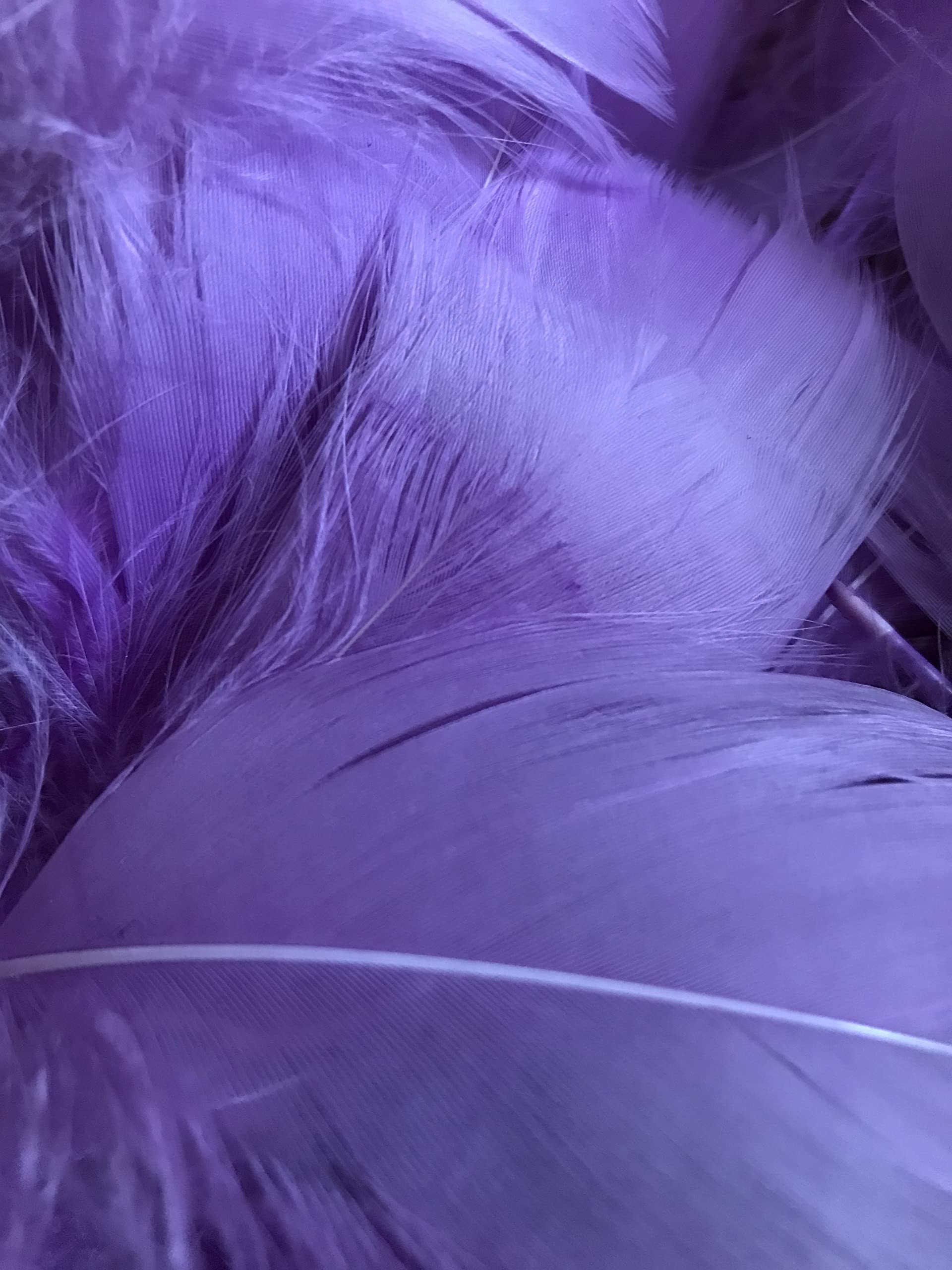 Violet Feathers, 100 Pack (2 Pack) – BigaMart