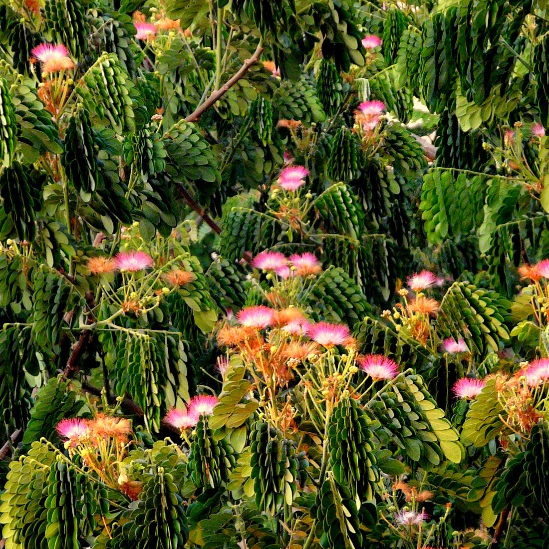 Cork Tree Flower