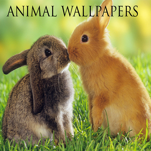 Animal Wallpapers - App on Amazon Appstore