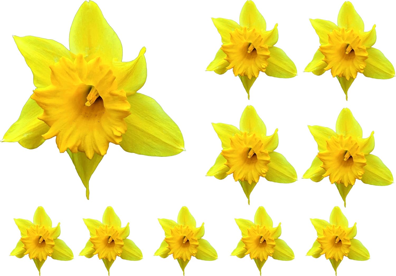 Daffodil Flower Decals Car Stickers Graphics Nursery Wall Window ...