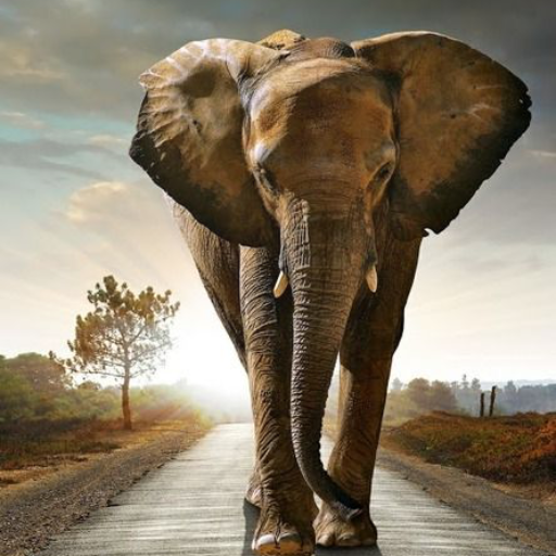 Elephant Wallpaper HD - App on Amazon Appstore